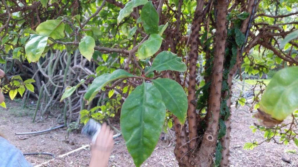 Bleo (Pereskia bleo) - PictureThis