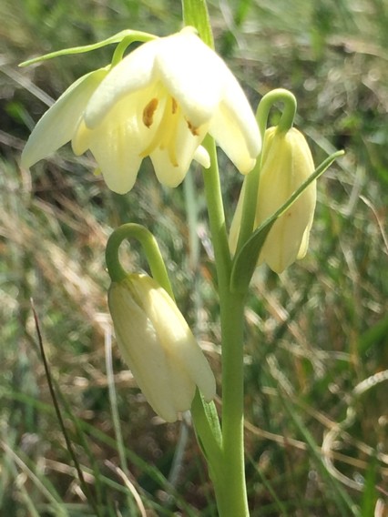 Fritillaria liliacea - PictureThis