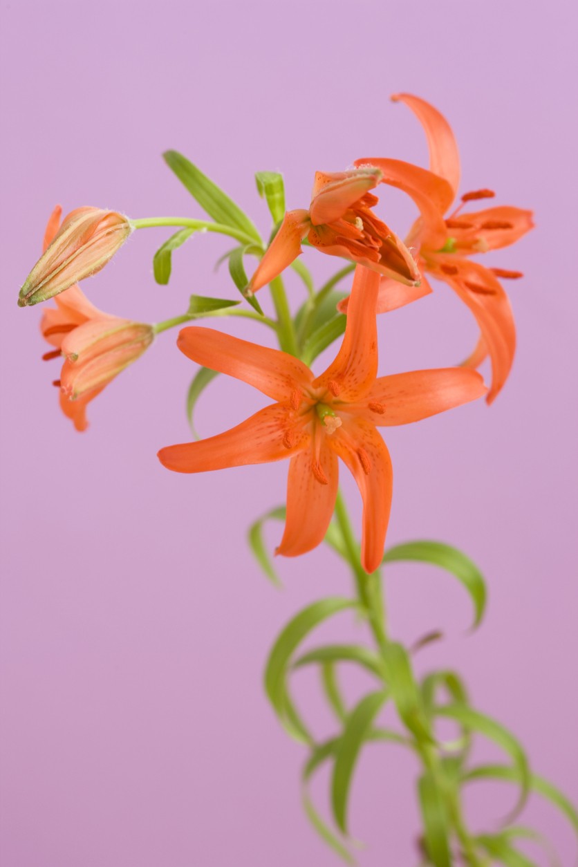 Morning star lily (Lilium concolor) Flower, Leaf, Care, Uses - PictureThis