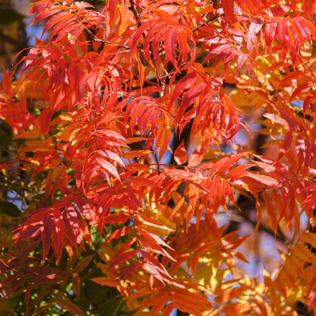 Chinese pistache (Pistacia chinensis) Flower, Leaf, Care, Uses ...