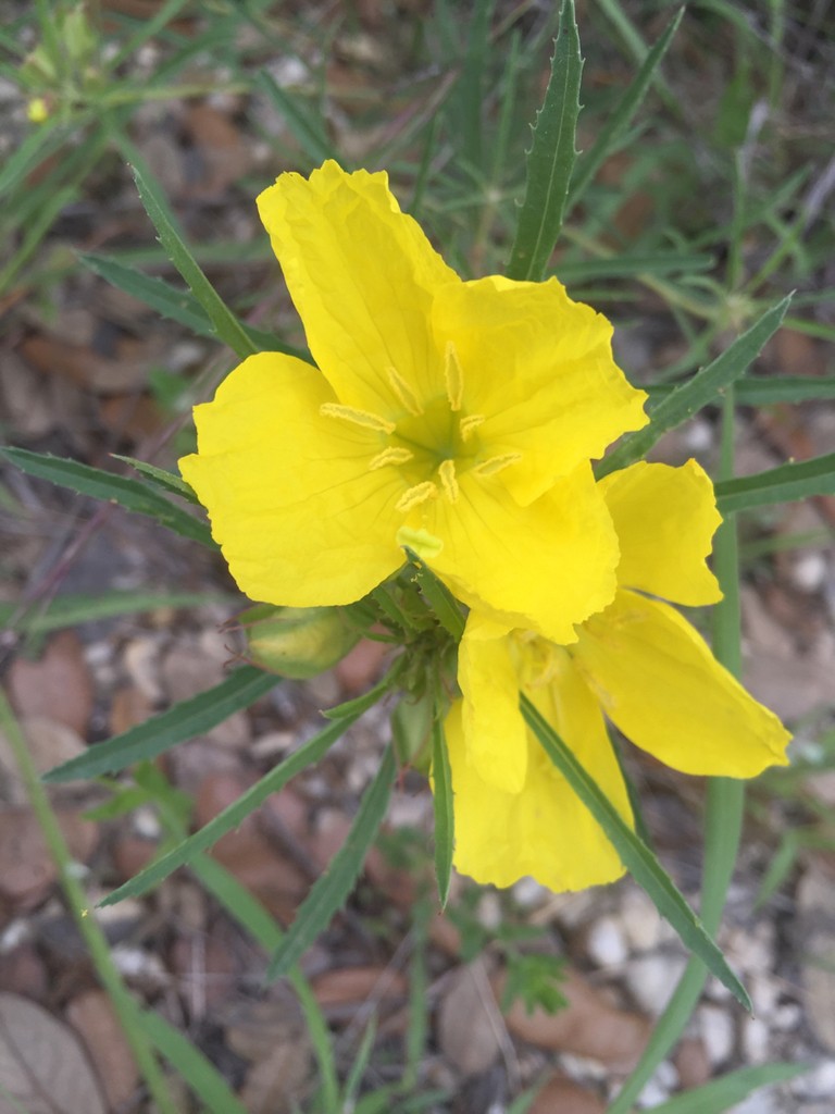 Berlandier's sundrops (Oenothera berlandieri) Flower, Leaf, Care, Uses ...