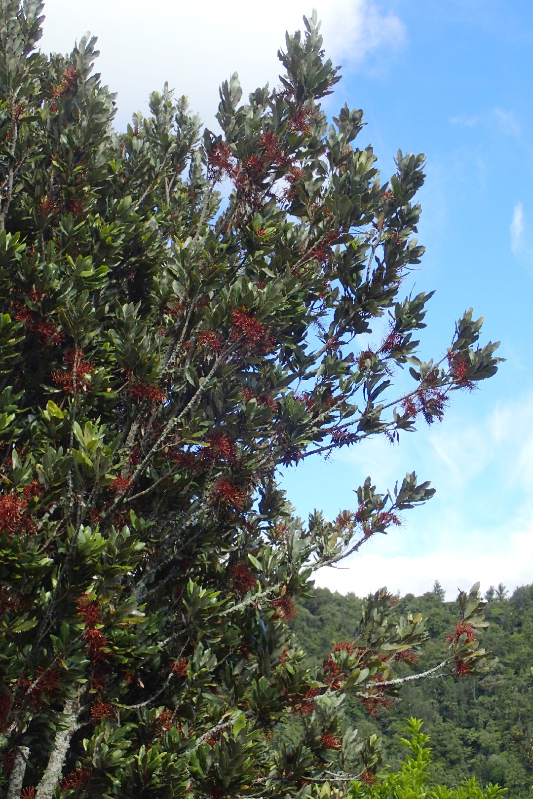 Knightia excelsa - PictureThis