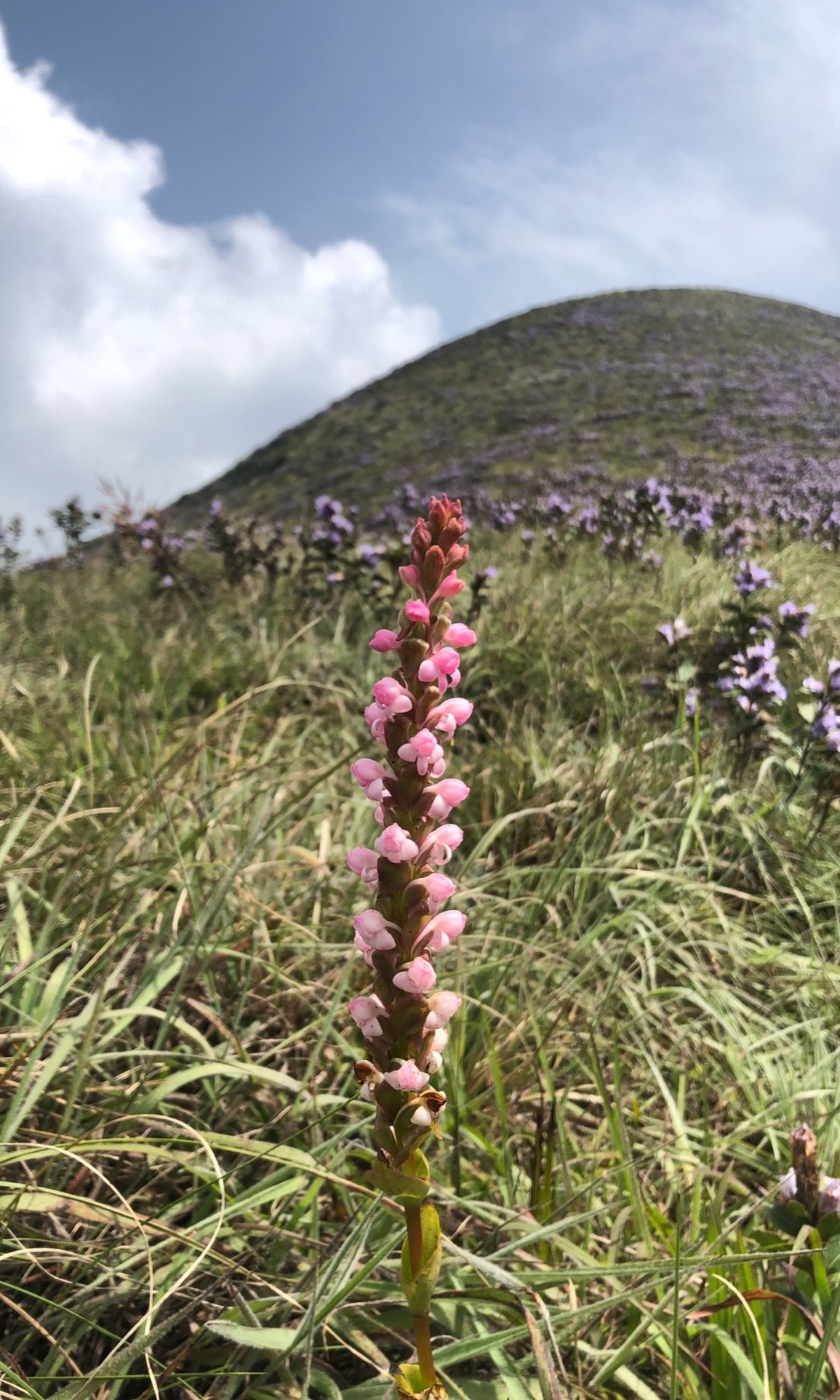 Satyrium Care (Watering, Fertilize, Pruning, Propagation) - PictureThis