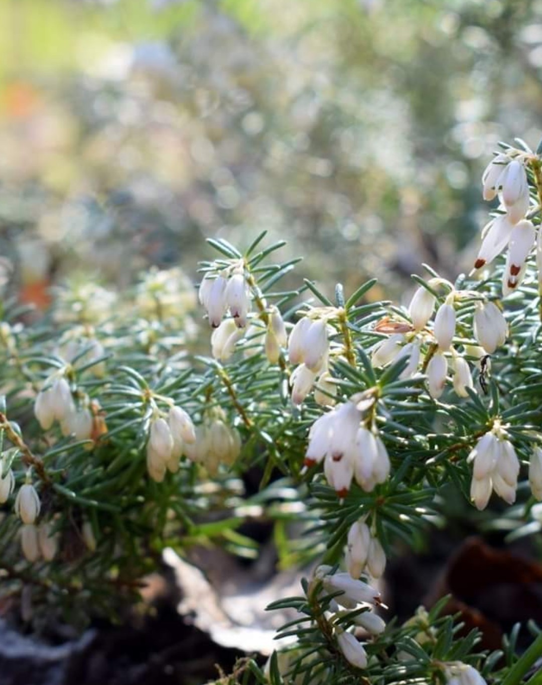 Erica carnea 'Ice Princess' - PictureThis