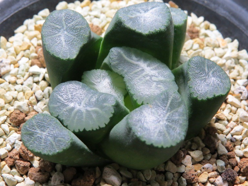Haworthia truncata var. maughanii - PictureThis