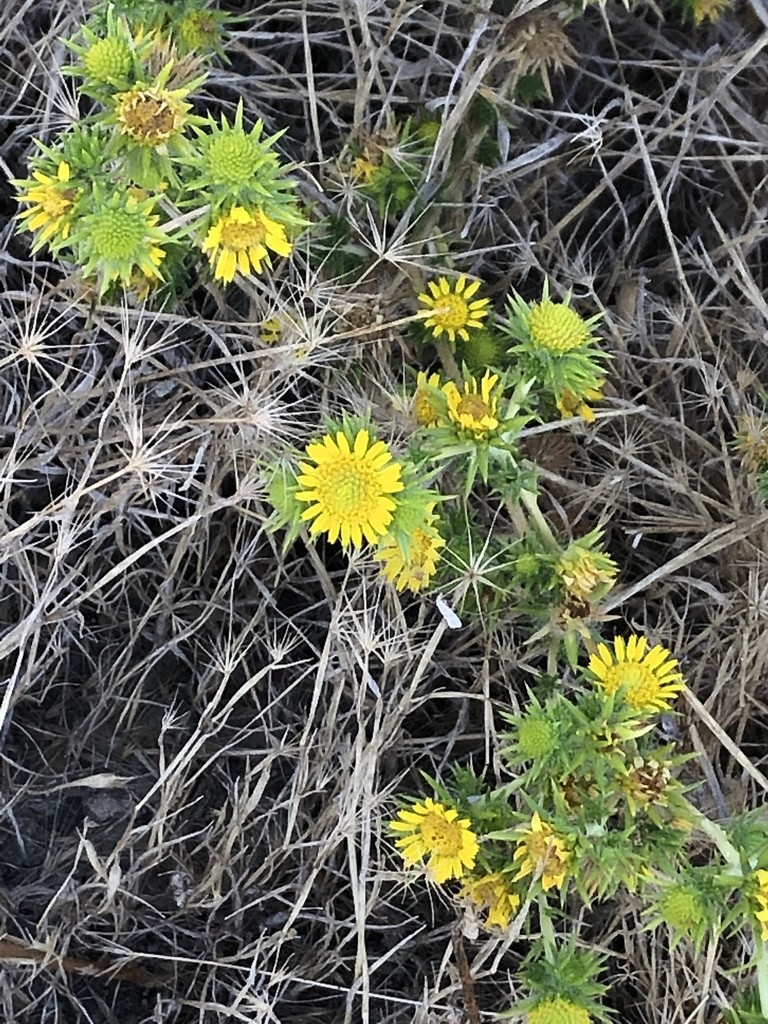 Common tarweed (Centromadia pungens) Flower, Leaf, Care, Uses - PictureThis