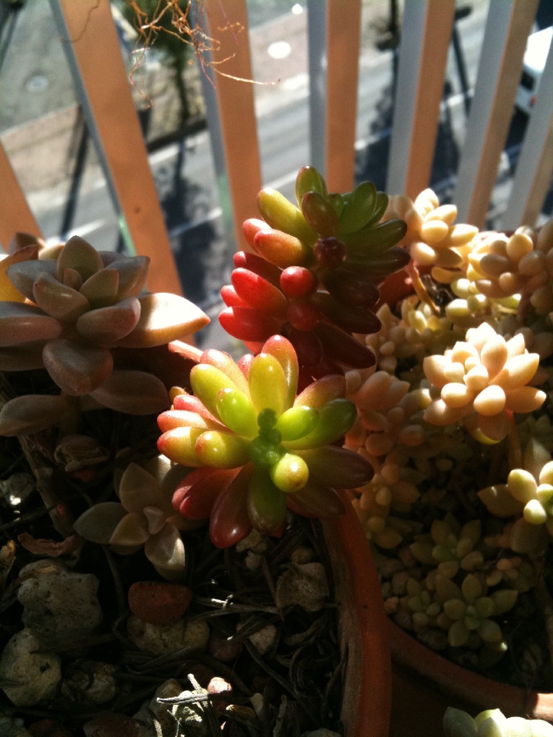 Sedo rojo (Sedum × rubrotinctum) - PictureThis