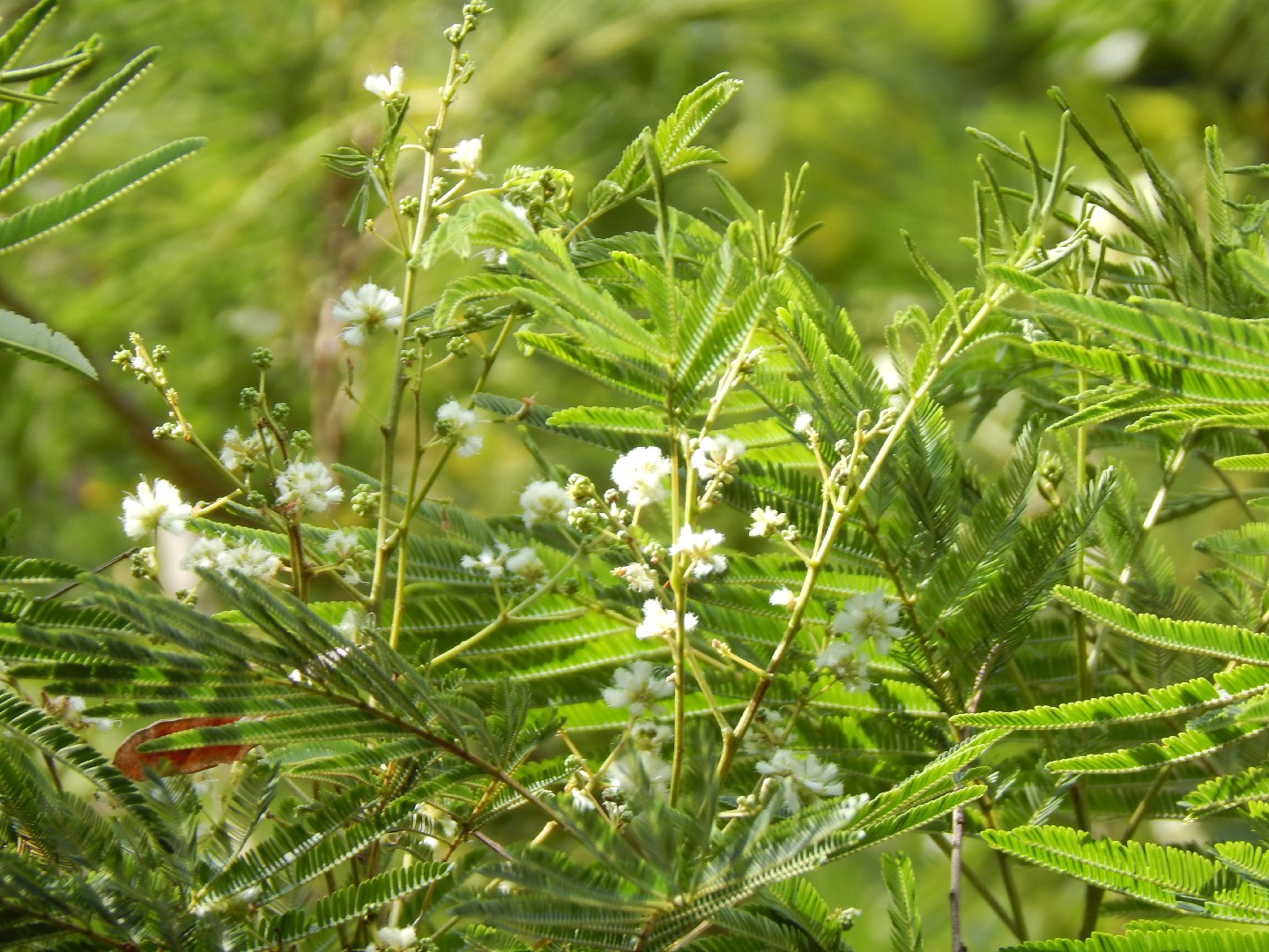 Prairie acacia (Acaciella angustissima) Flower, Leaf, Care, Uses ...
