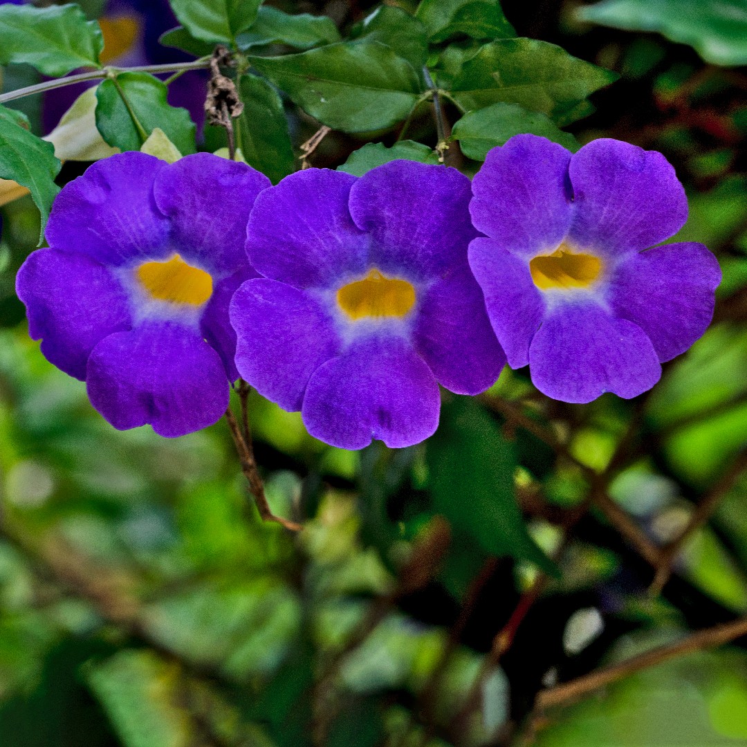 Thunbergia - PictureThis