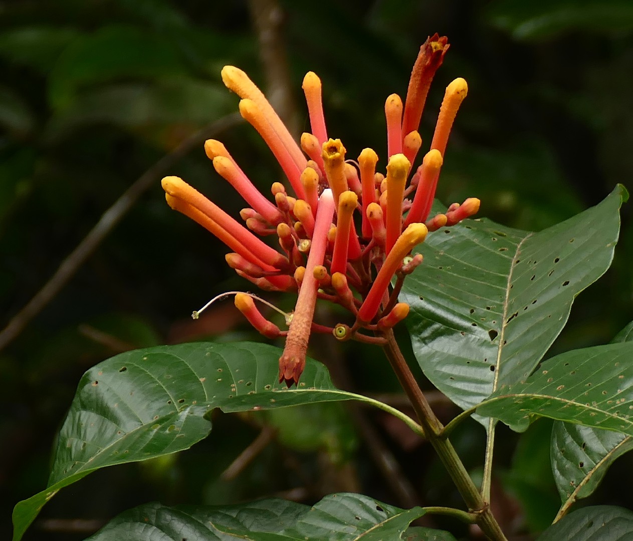 Isertia coccinea - PictureThis