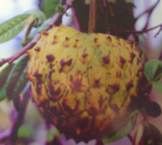 Annona mucosa - PictureThis