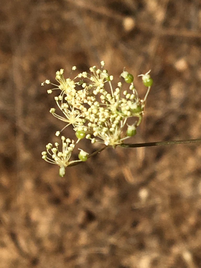 Common yampah (Perideridia gairdneri) Flower, Leaf, Care, Uses ...