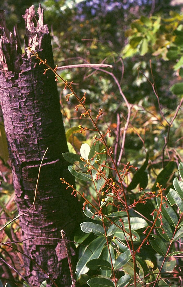 Eurycoma longifolia - PictureThis