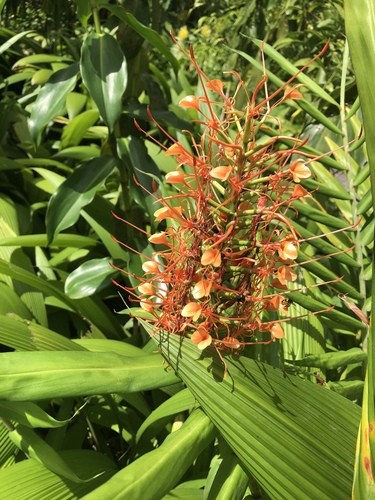Hedychium coccineum - PictureThis