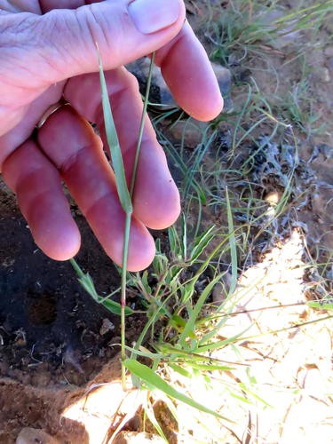 Eragrostis capensis - PictureThis