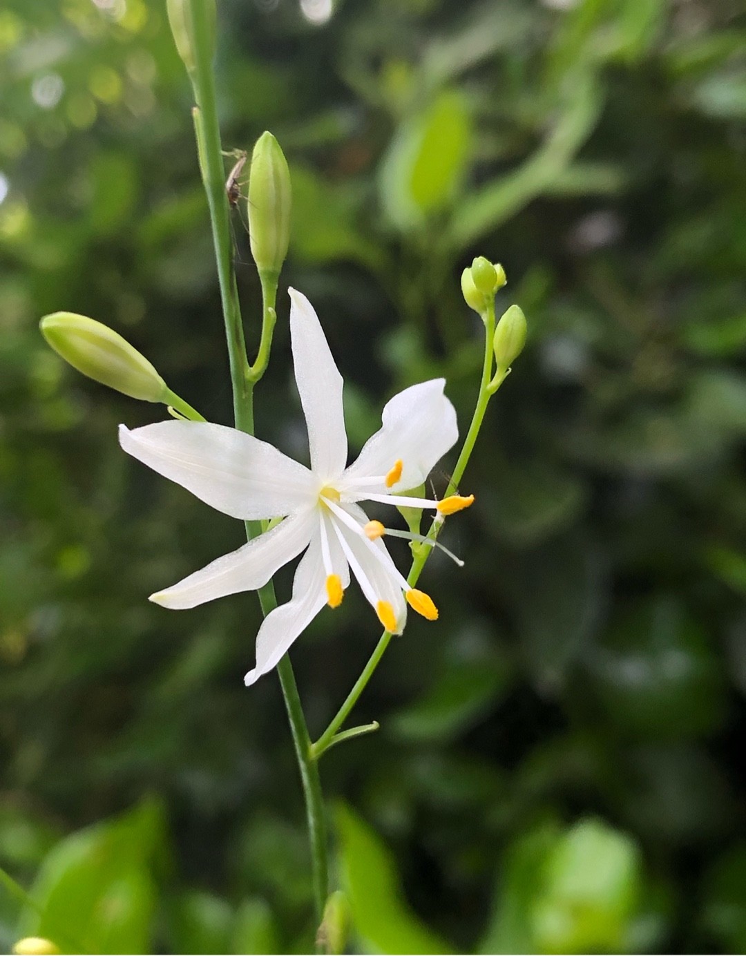 Anthericum Flower, Leaf, Care, Uses - PictureThis