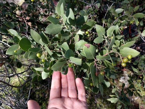 How to Plant and Grow Big manzanita(Arctostaphylos manzanita)