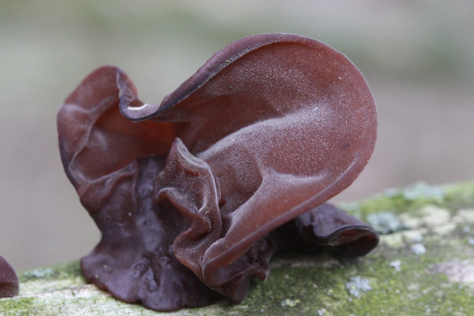 What should I look for when pruning my Jelly ear in different seasons ...