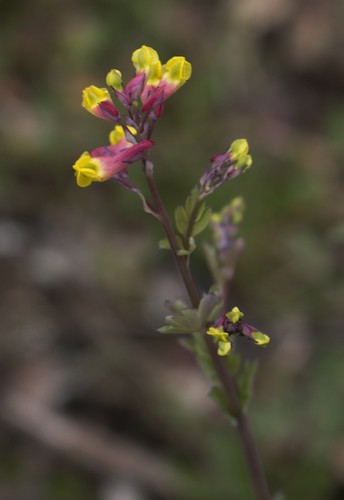 Arlequín corydalis (Capnoides sempervirens) - PictureThis
