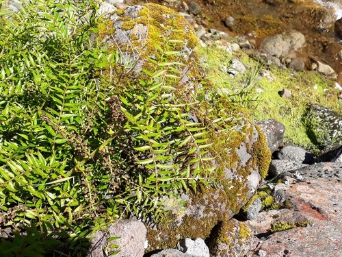 Coriaria pteridoides Flower, Leaf, Care, Uses - PictureThis