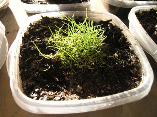 Lilaeopsis schaffneriana - PictureThis