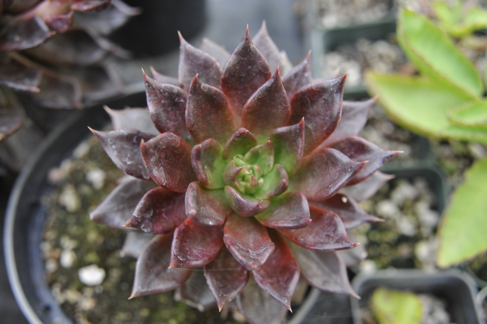 Príncipe negro (Echeveria 'Black Prince') - PictureThis