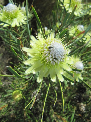 Spiky Flowers Names | Best Flower Site