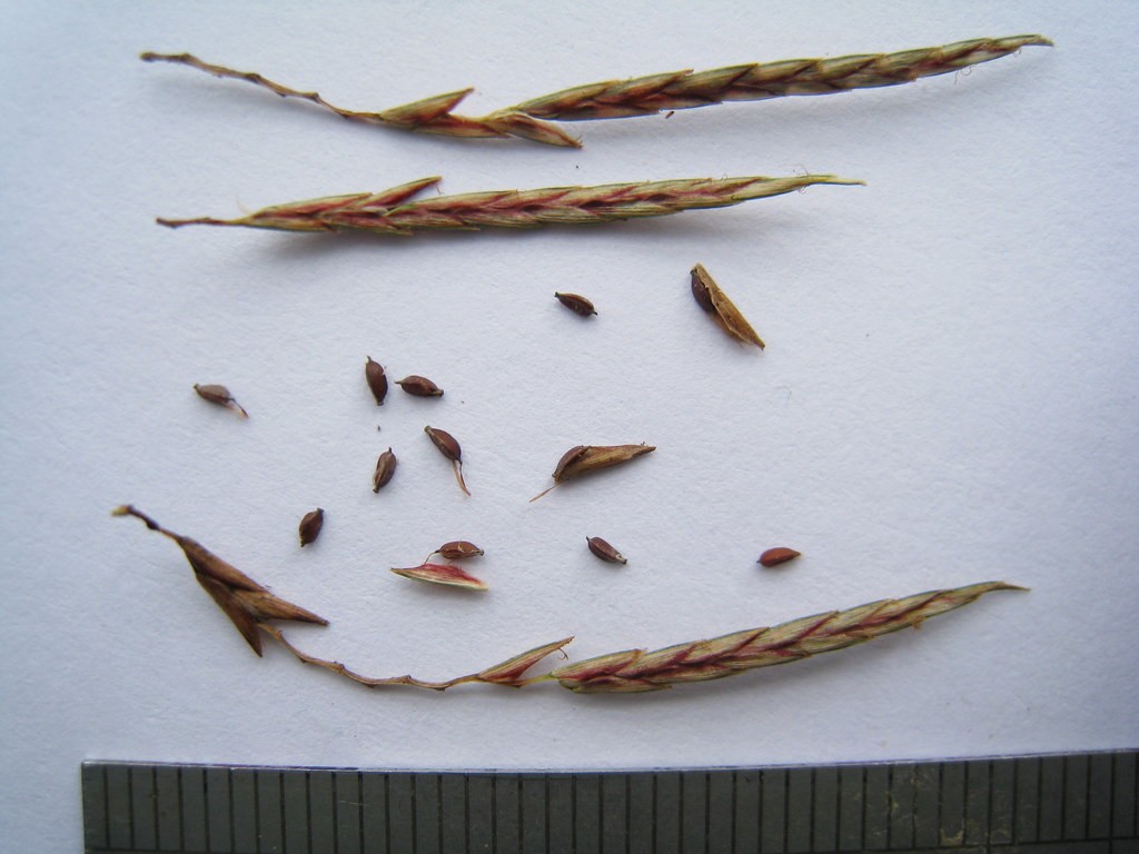 Cyperus congestus - PictureThis