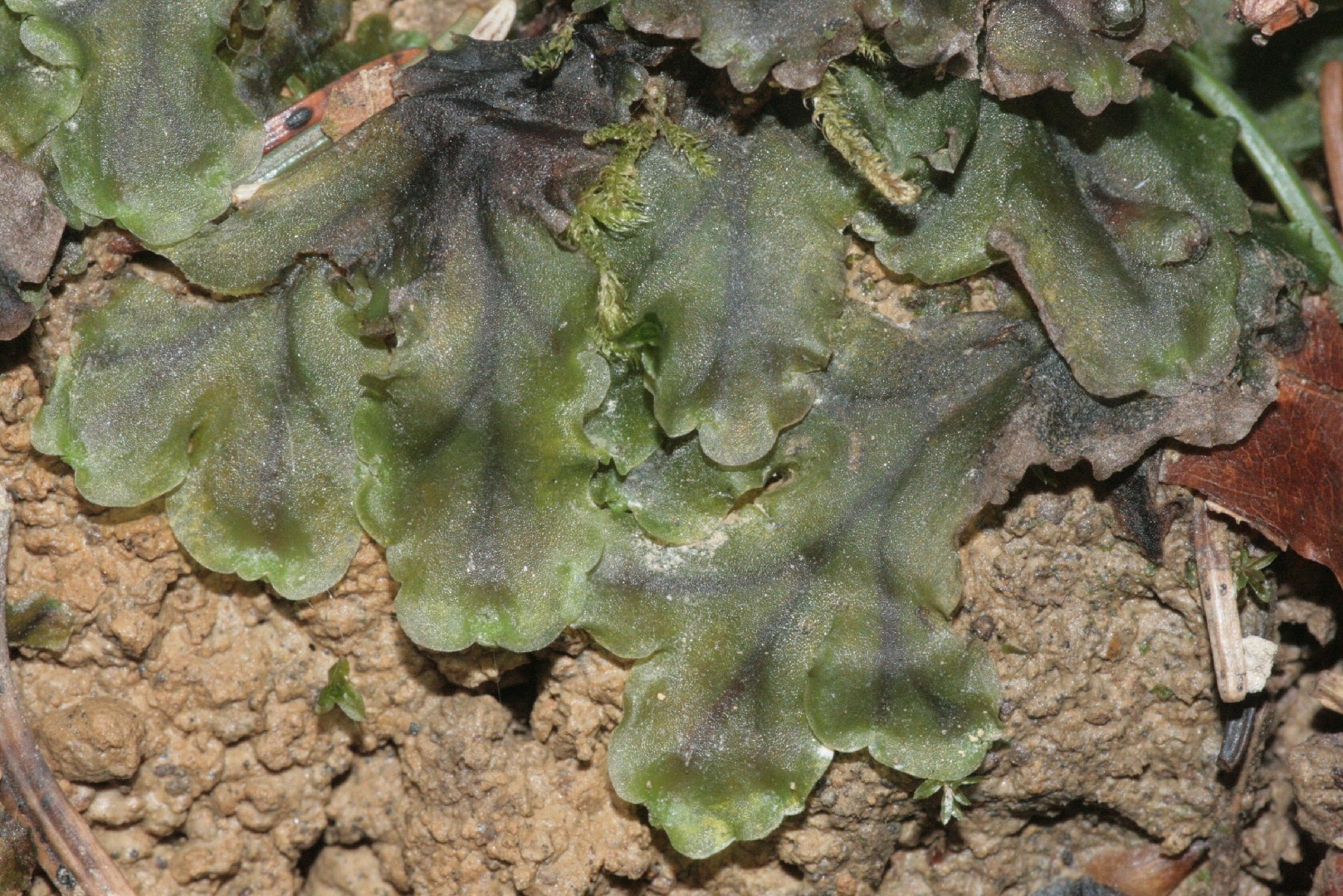 Pellia epiphylla - PictureThis