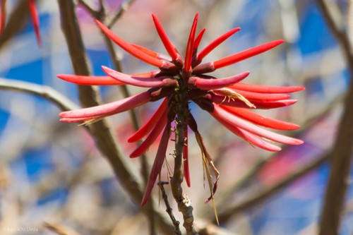 Colorín (Erythrina americana) - PictureThis