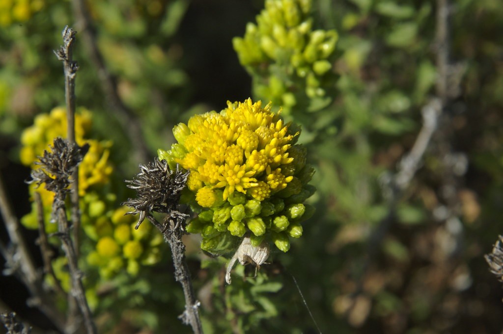 Sawtooth goldenbush (Hazardia squarrosa) Flower, Leaf, Care, Uses ...