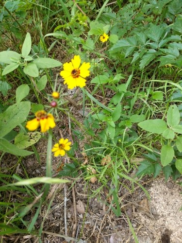How to Plant and Grow Goldenmane Tickseed(Coreopsis basalis)