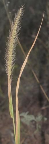 Setaria macrostachya - PictureThis