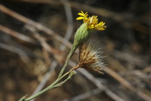 Sleepy-daisy (Xanthisma) Flower, Leaf, Care, Uses - PictureThis
