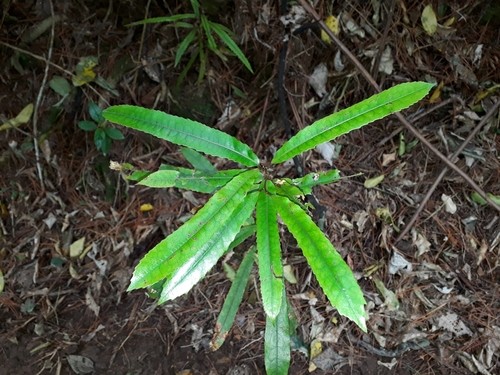 Hinau (Elaeocarpus dentatus) Flower, Leaf, Care, Uses - PictureThis