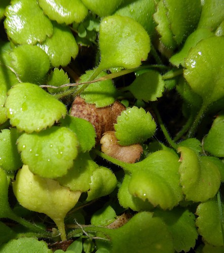 Leptinella rotundata - PictureThis