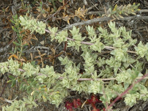 Watson's saltbush (Atriplex watsonii) Flower, Leaf, Care, Uses ...