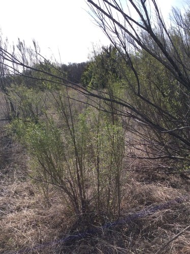 Baccharis Neglecta (Baccharis neglecta) - PictureThis