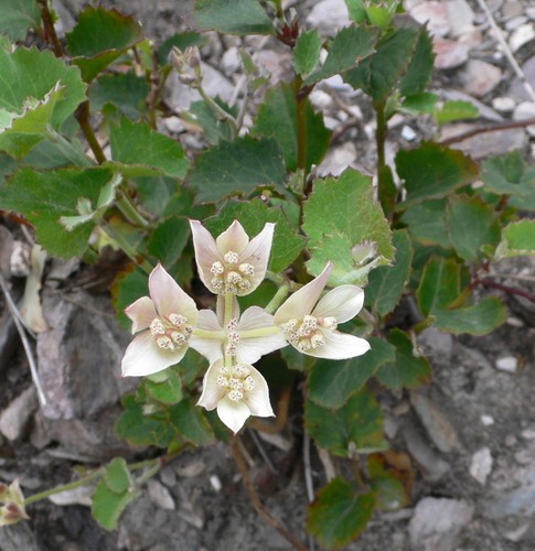 Xanthosia rotundifolia Cuidados (Plantando, Fertilizantes, Enfermedades ...