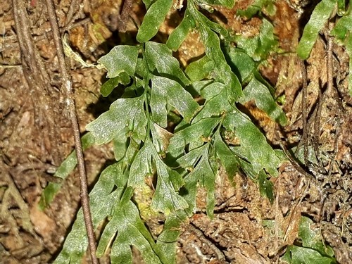 Polyphlebium venosum - PictureThis