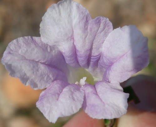 Ruellia pilosa - PictureThis
