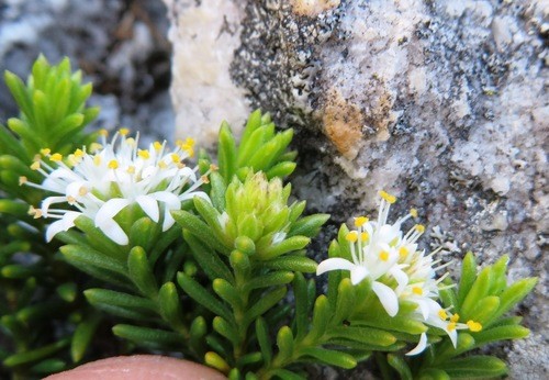 Stilbe - PictureThis