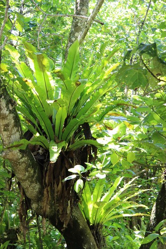 Bird's-nest fern (Asplenium nidus) Flower, Leaf, Care, Uses - PictureThis