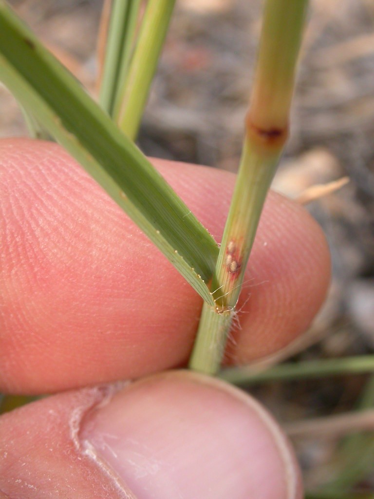 Bouteloua aristidoides - PictureThis