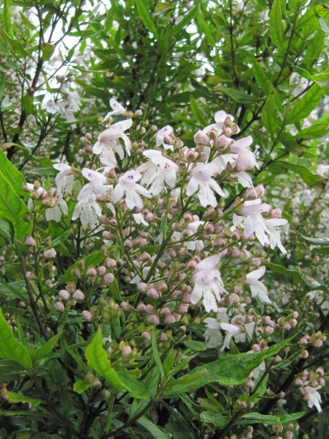 Prostanthera lasianthos - PictureThis