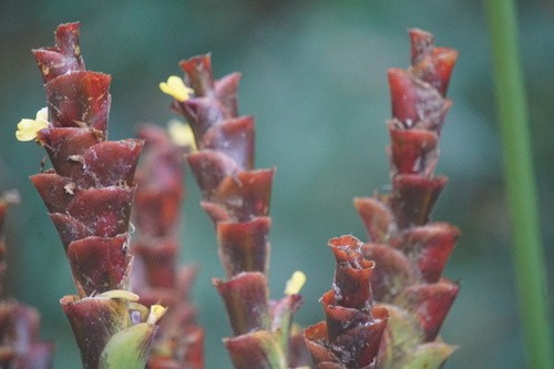 Pampano Care (Watering, Fertilize, Pruning, Propagation) - PictureThis