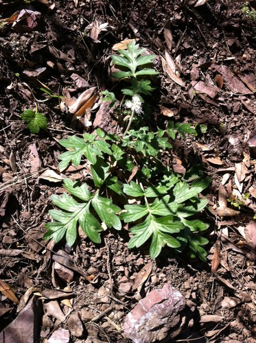 Hoja de agua occidental (Hydrophyllum occidentale) - PictureThis