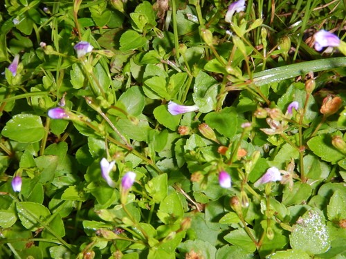 Torenia crustacea - PictureThis
