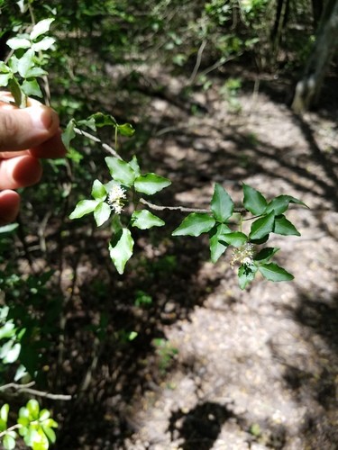 Amyris texana - PictureThis