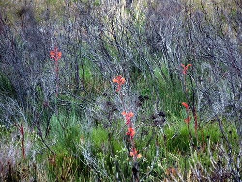 Watsonia tabularis - PictureThis